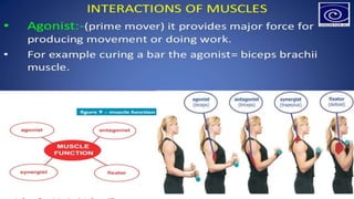 T - TYPES OF MUSCLE | PPTX