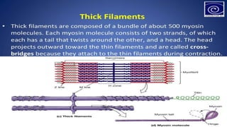 T - TYPES OF MUSCLE | PPTX | Physical Therapy | Wellness