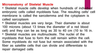 T - Types of Muscle | PPT