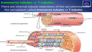 T - Types of Muscle | PPTX