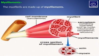 T - Types of Muscle | PPTX