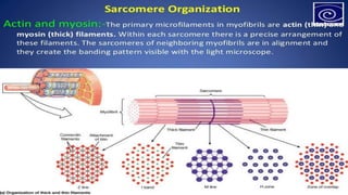 T - Types of Muscle | PPTX