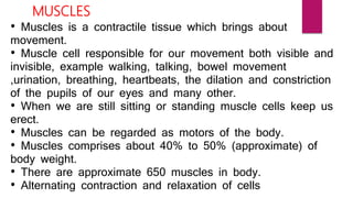 T - Types of Muscle | PPTX