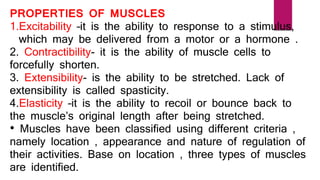 T - Types of Muscle | PPTX