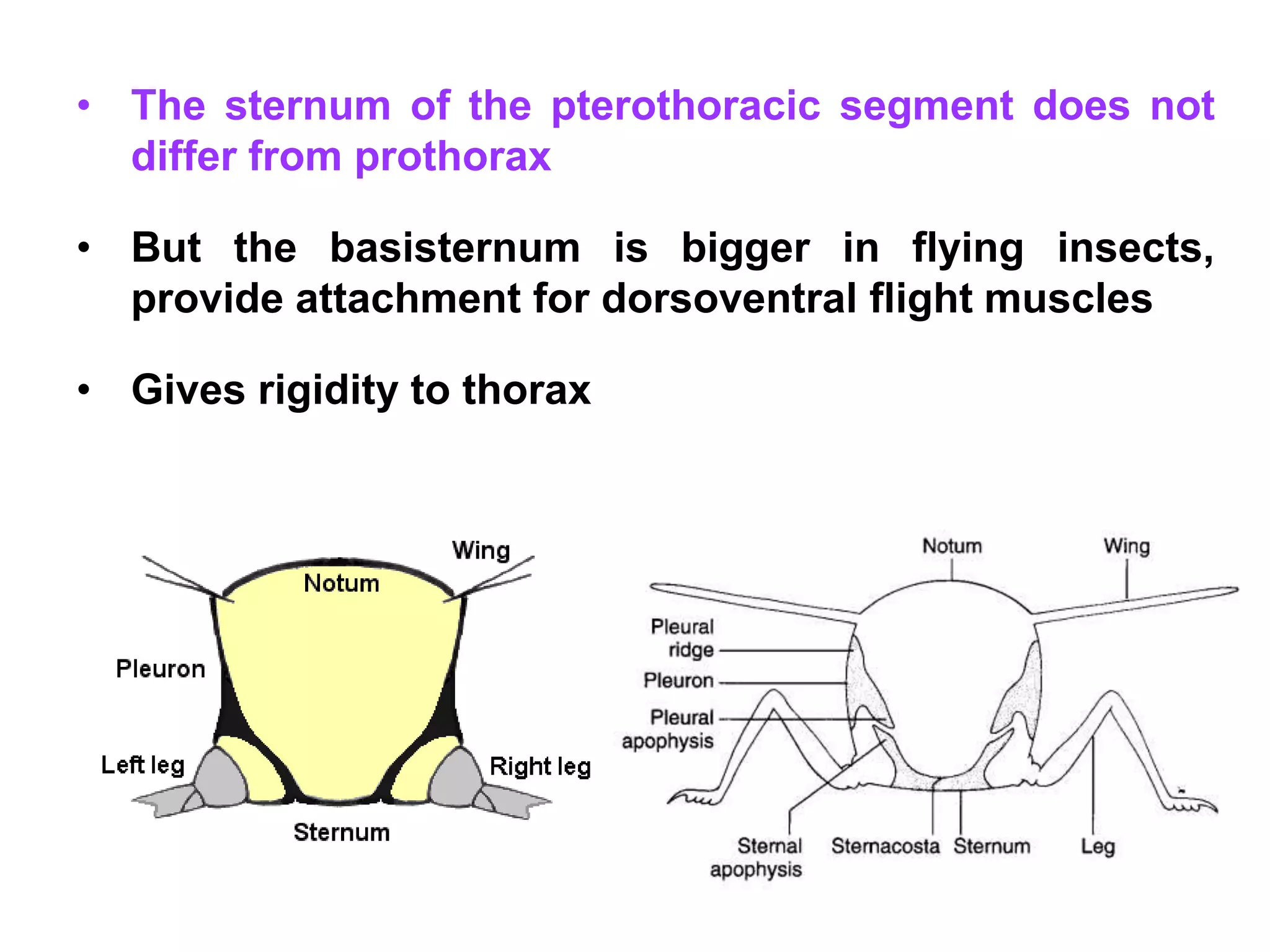 T 06 Thorax.ppt