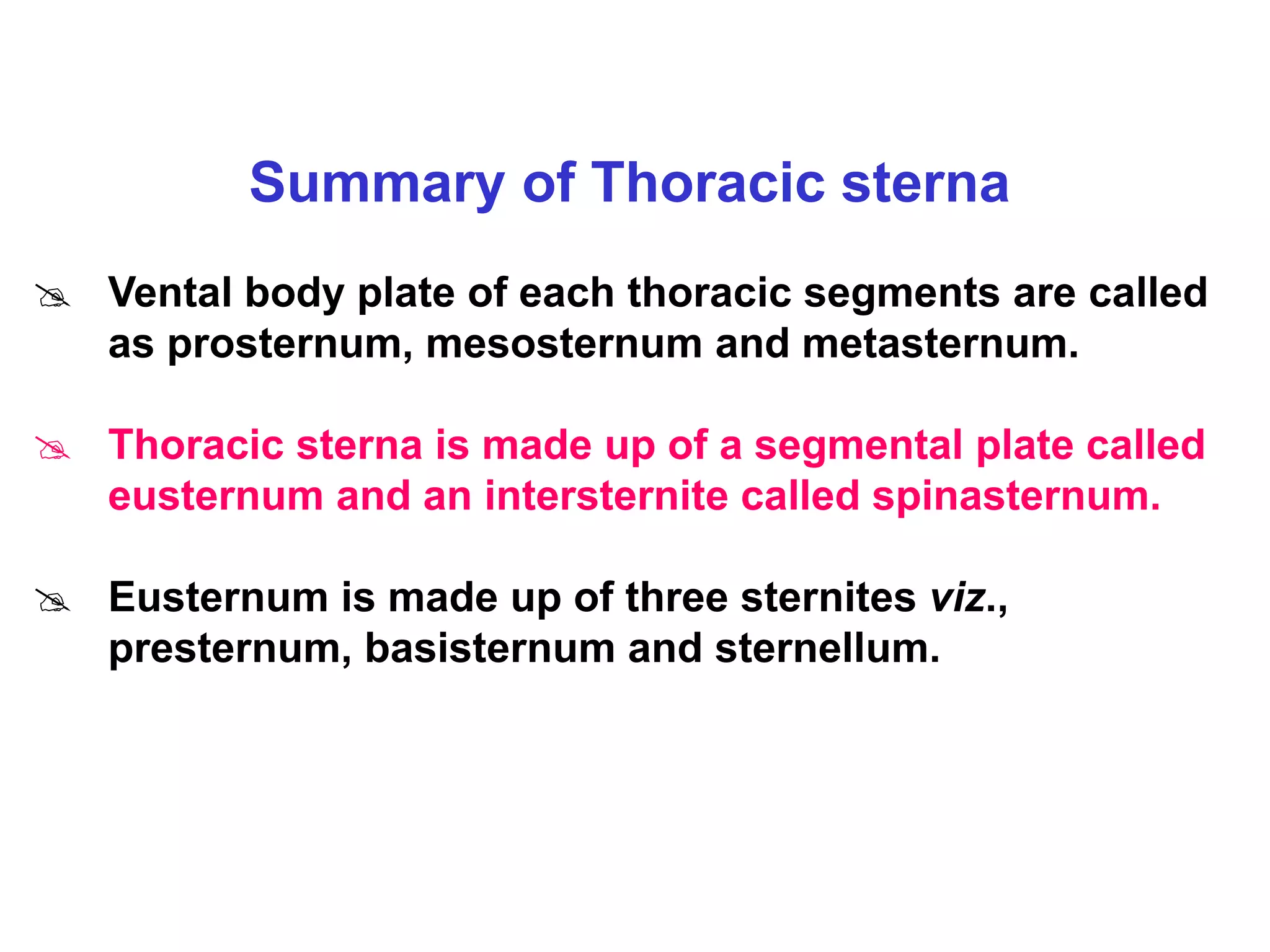 T 06 Thorax.ppt