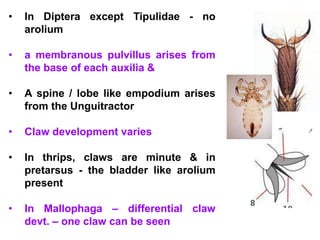 T 06 Thorax.ppt