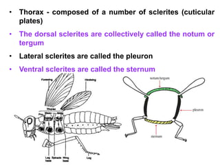 T 06 Thorax.ppt