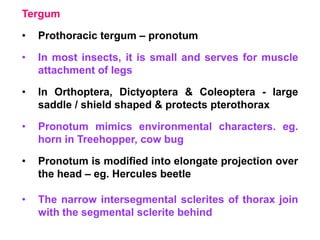 T 06 Thorax.ppt
