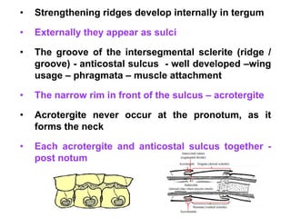 T 06 Thorax.ppt