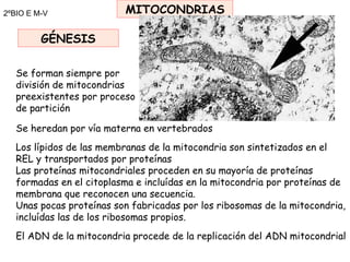 T _11_ orgánulos energéticos_mitocondrias | PPT