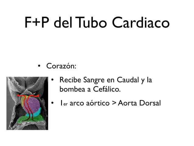 Embriología del Sistema Cardiovascular | KEY