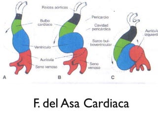 Embriología del Sistema Cardiovascular | KEY