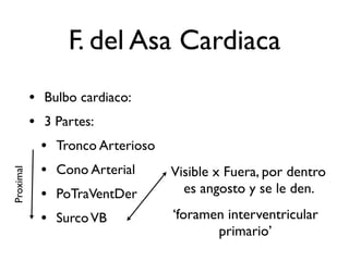 Embriología del Sistema Cardiovascular | KEY