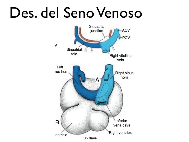 Embriología del Sistema Cardiovascular