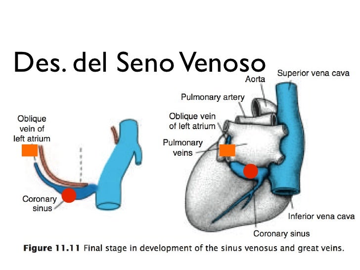 Embriología del Sistema Cardiovascular