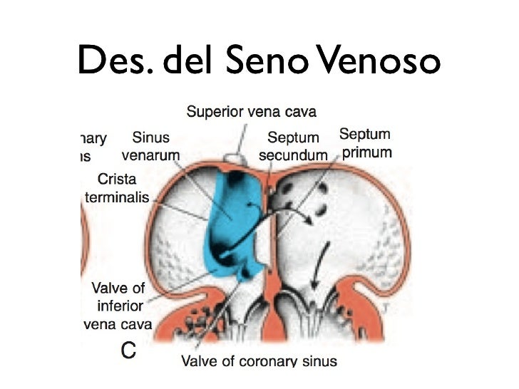 Embriología del Sistema Cardiovascular