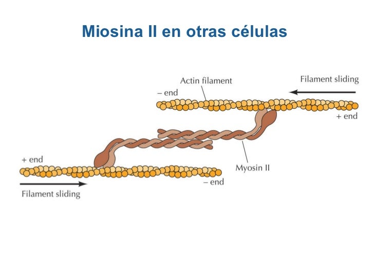 Cito esqueleto