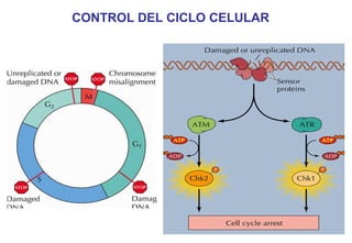 Ciclo de Mitosis y de la Citocinesis | PPT