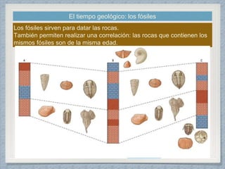 Los fósiles y la datación | PPTX