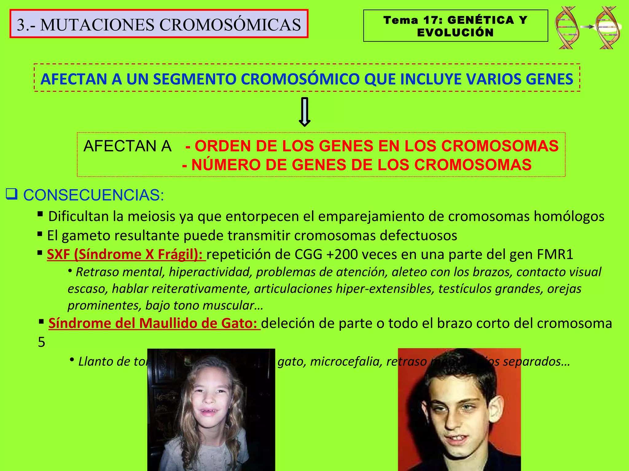T17 - Genetica y evolucion | PPT