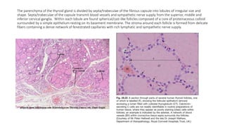 T1L3 ORGANIZATION OF THE THYROID AND PARATHYROID GLANDS.pptx