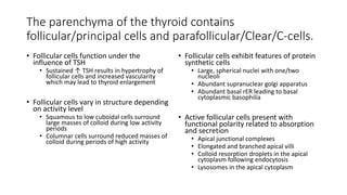 T1L3 ORGANIZATION OF THE THYROID AND PARATHYROID GLANDS.pptx