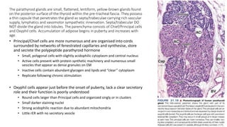 T1L3 ORGANIZATION OF THE THYROID AND PARATHYROID GLANDS.pptx