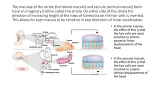 T1L5 ORGANIZATION OF THE EAR.pptx