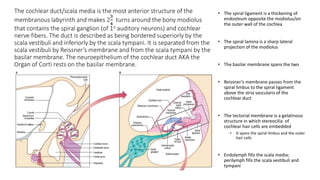 T1L5 ORGANIZATION OF THE EAR.pptx