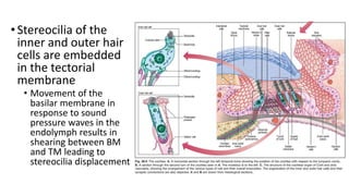 T1L5 ORGANIZATION OF THE EAR.pptx