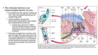 T1L5 ORGANIZATION OF THE EAR.pptx