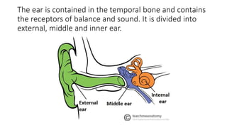 T1L5 ORGANIZATION OF THE EAR.pptx
