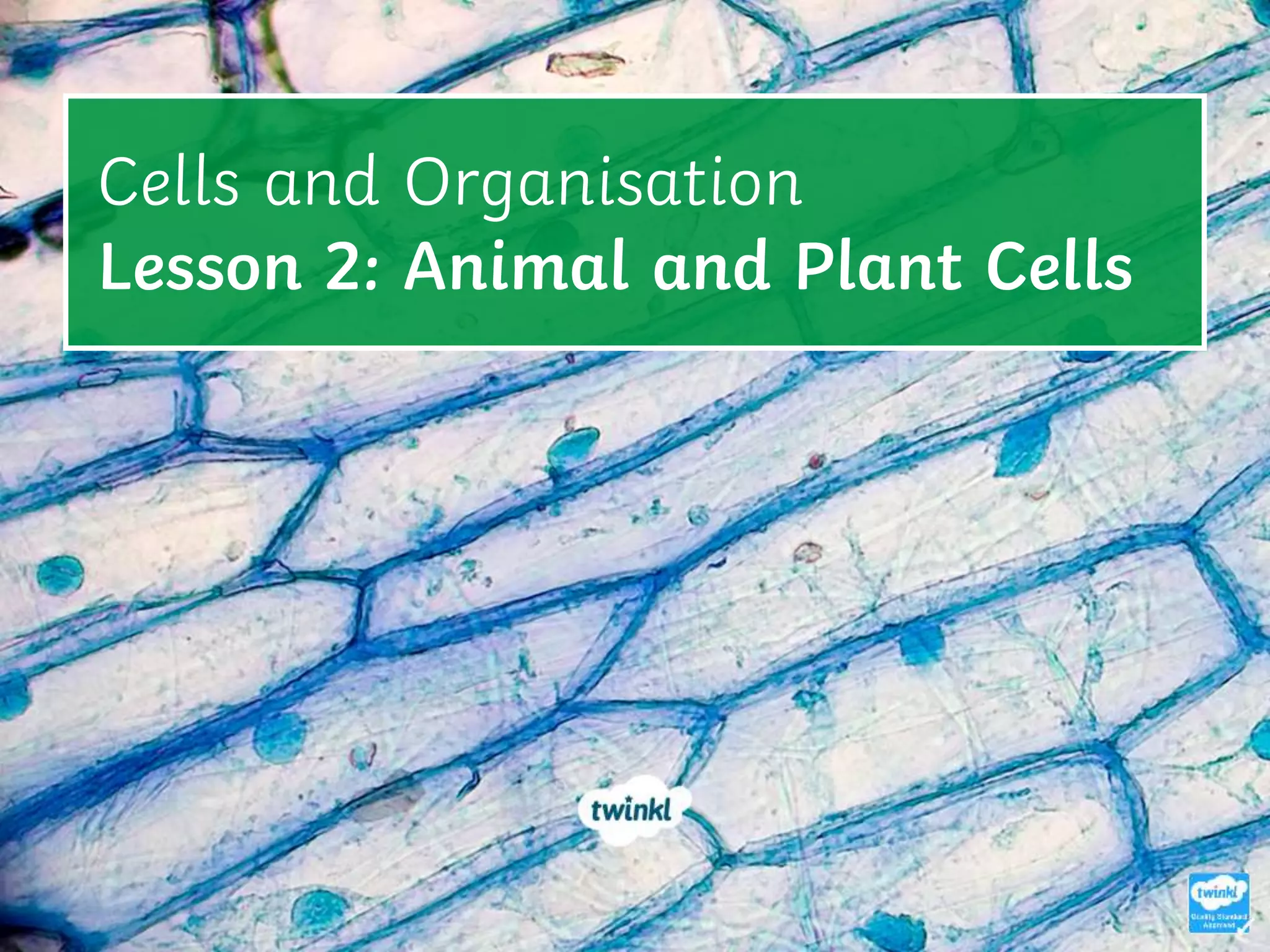 T1 T2 Cells and Organisation Lesson 2 - Animal and Plant Cells ...
