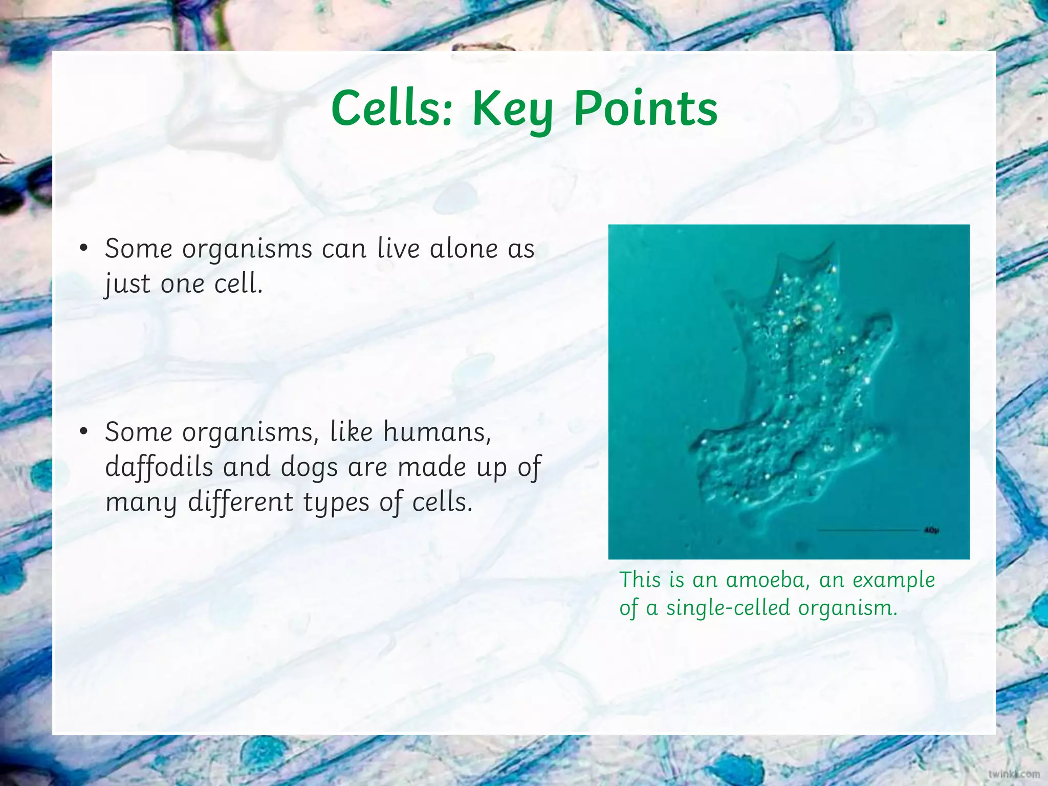 T1 T2 Cells and Organisation Lesson 2 - Animal and Plant Cells ...