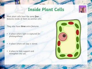 T1 T2 Cells and Organisation Lesson 2 - Animal and Plant Cells ...