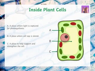 T1 T2 Cells and Organisation Lesson 2 - Animal and Plant Cells ...