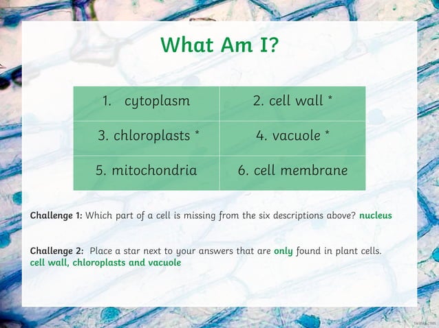 T1 T2 Cells and Organisation Lesson 2 - Animal and Plant Cells ...