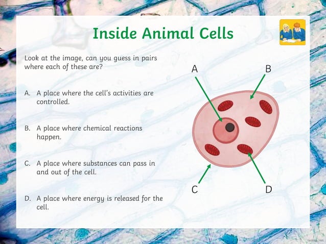 T1 T2 Cells and Organisation Lesson 2 - Animal and Plant Cells ...