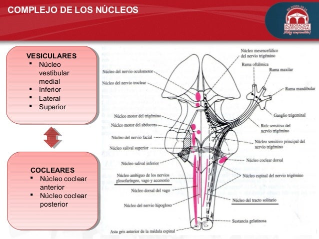tronco del encefalo -sandra lopez