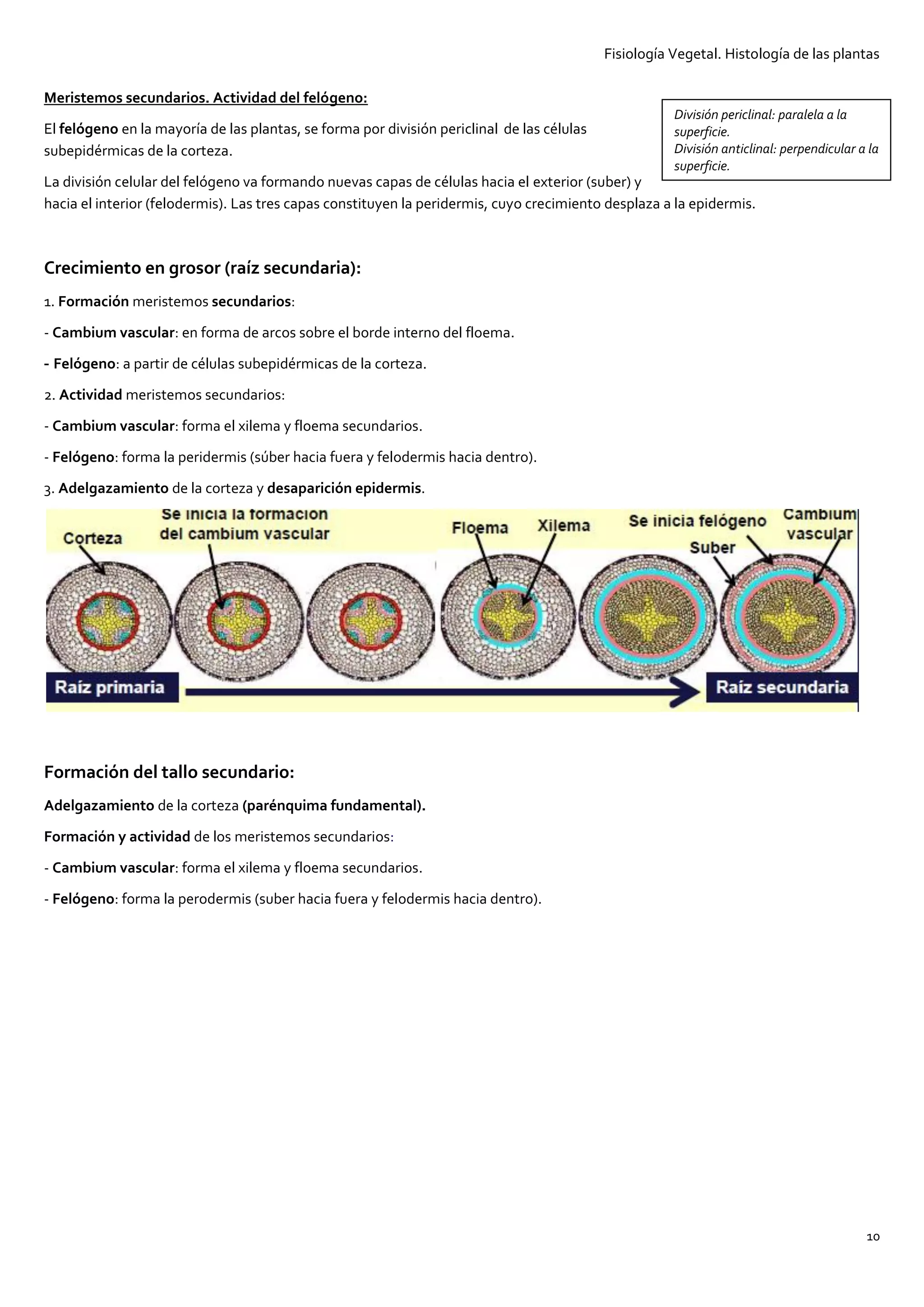 T2. histología funcional de las plantas | PDF