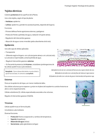 T2. histología funcional de las plantas | PDF