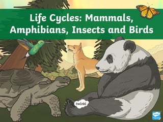 life-cycles-mammals-amphibians-insects-and-birds- | PPTX