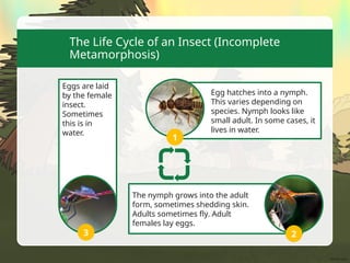 life-cycles-mammals-amphibians-insects-and-birds- | PPTX