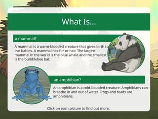 life-cycles-mammals-amphibians-insects-and-birds- | PPTX
