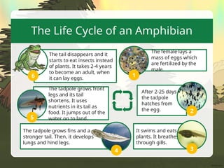 life-cycles-mammals-amphibians-insects-and-birds- | PPTX