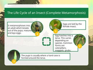 life-cycles-mammals-amphibians-insects-and-birds- | PPTX