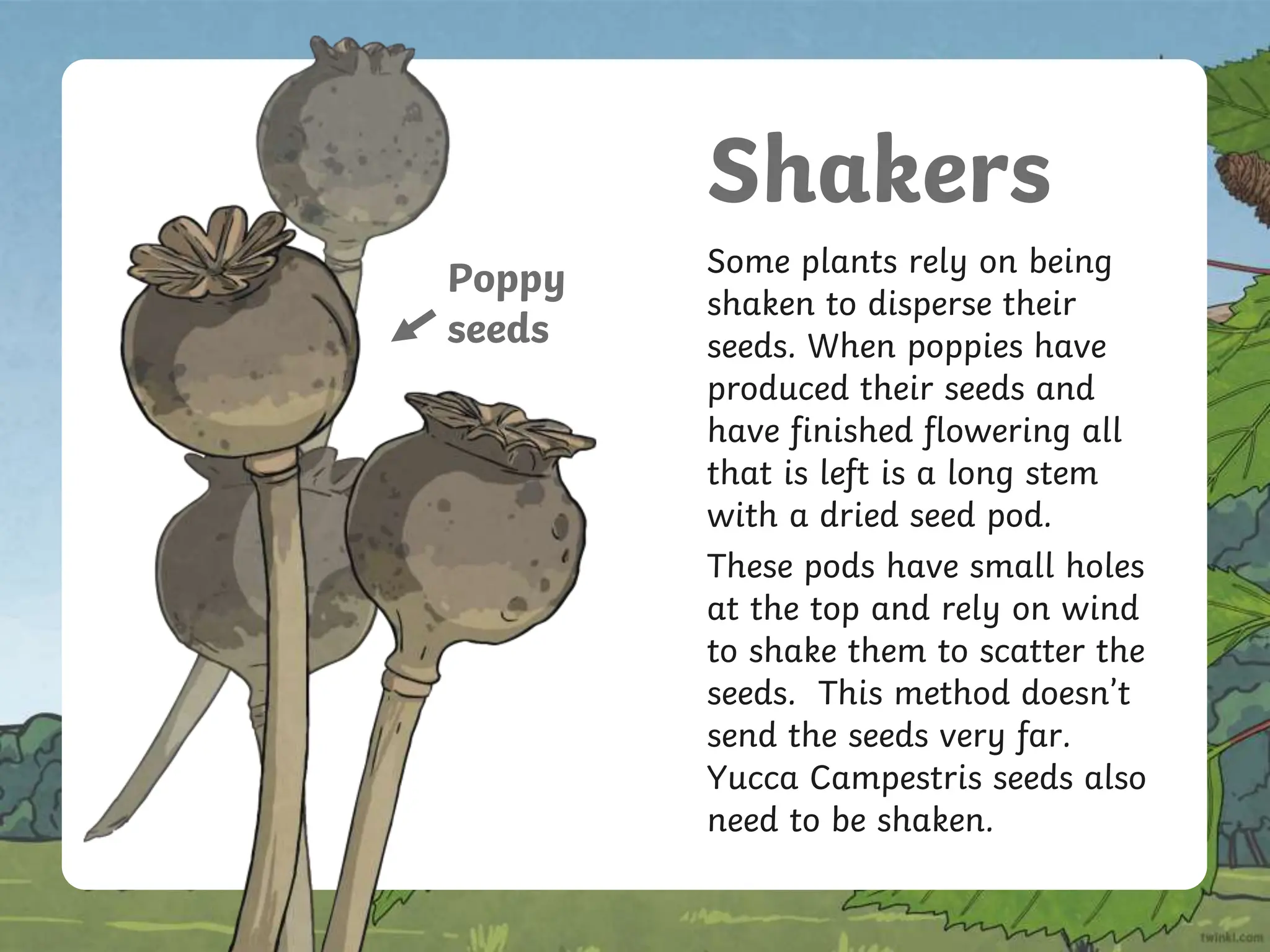 t2-s-205-types-of-seed-dispersal-powerpoint_ver_5.pptx