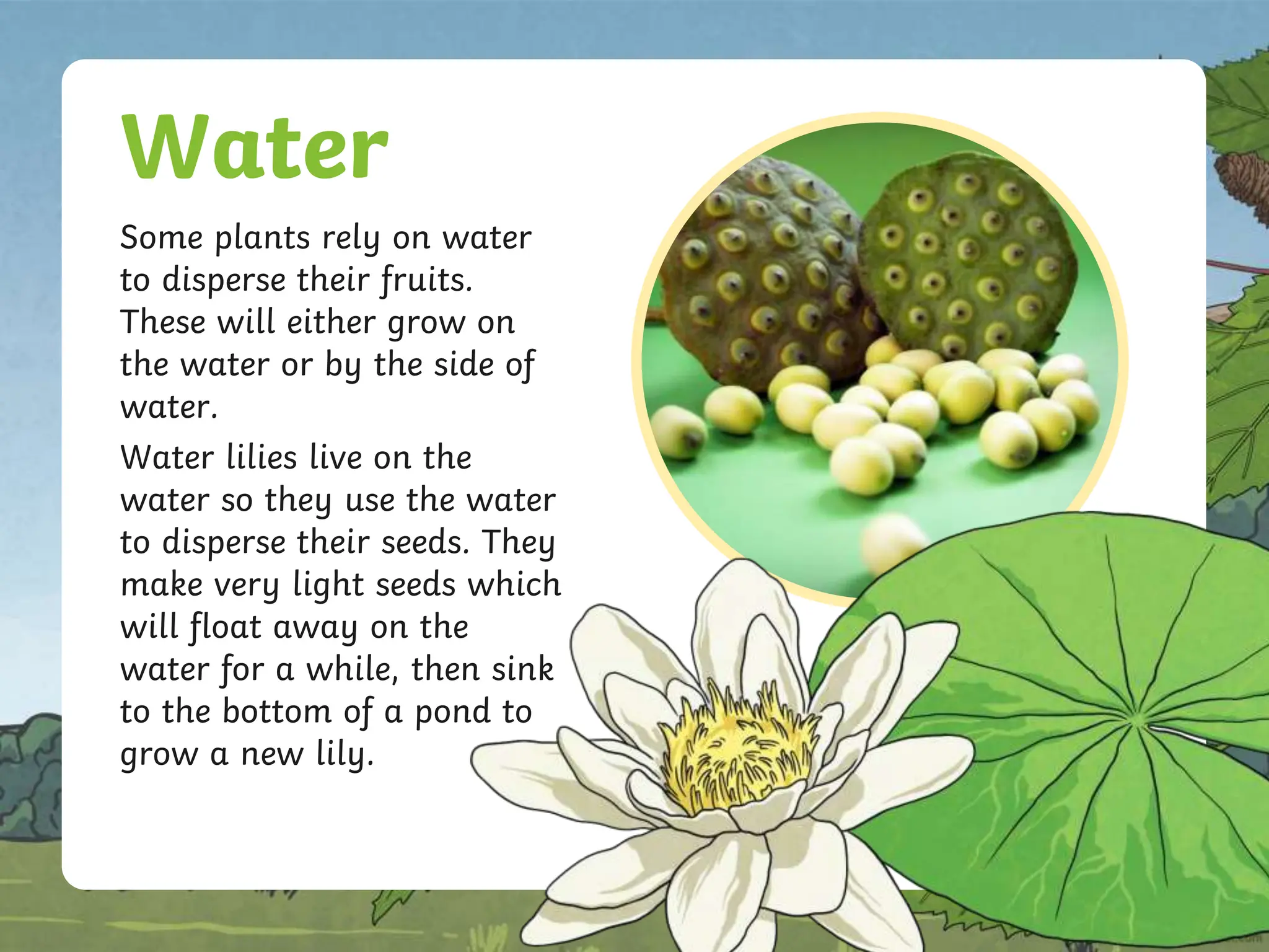 t2-s-205-types-of-seed-dispersal-powerpoint_ver_5.pptx