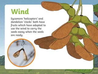 t2-s-205-types-of-seed-dispersal-powerpoint_ver_5.pptx